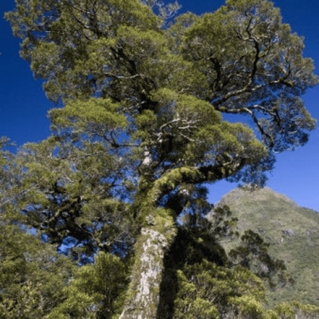 Silver Beech - MyNativeForest